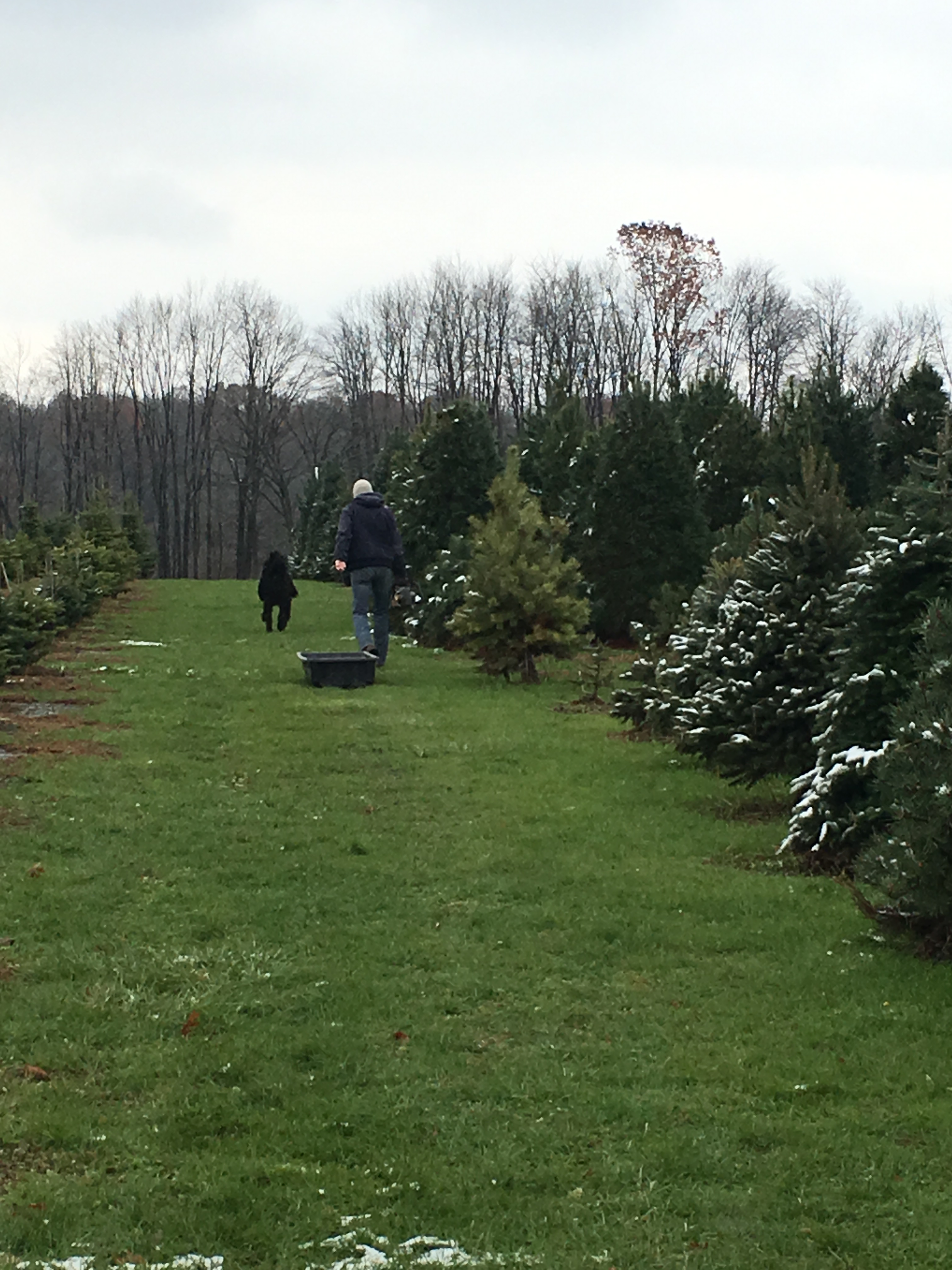 Getting Ready to Open – River Run Tree Farm
